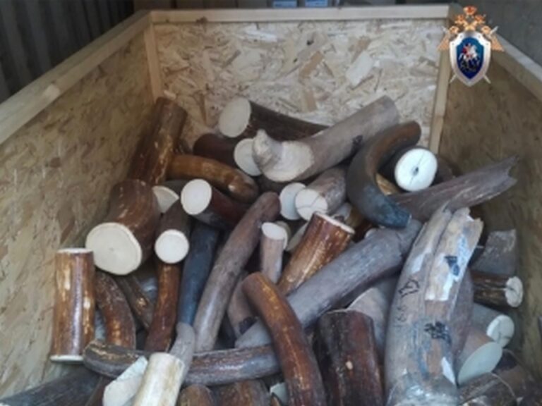 Смоленские следователи довели до суда громкое дело о многомиллионной ...